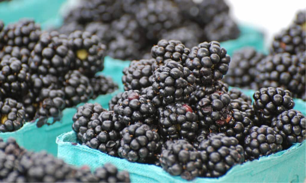 Everything You Need to Know About Marionberries
